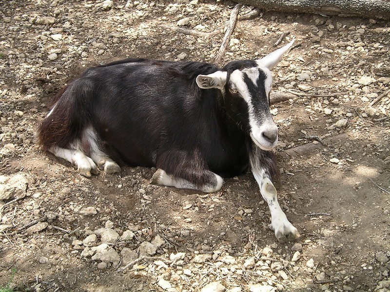 Alpine Goat - Breed Profile - Goat Journal